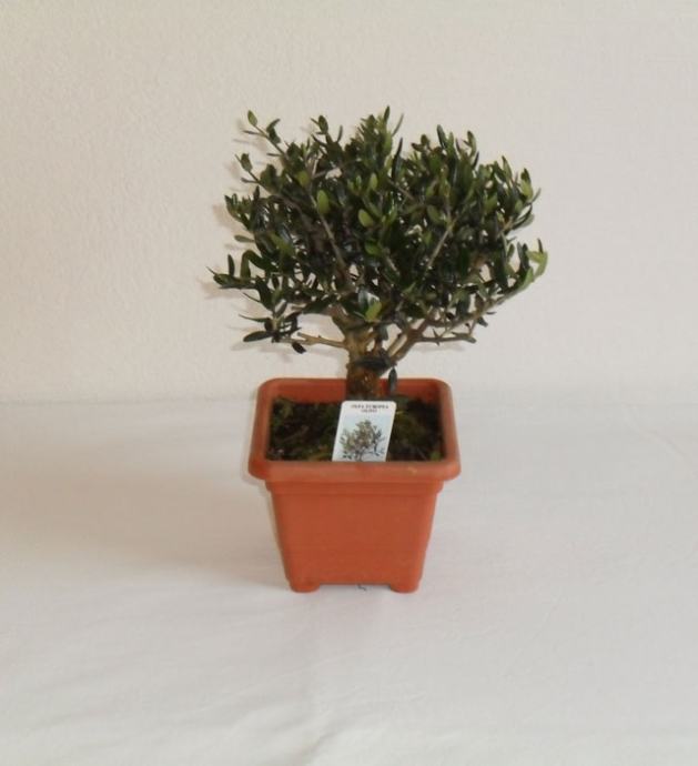 Bonsai MASLINA