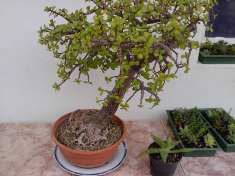 BONSAI PORTULACARIA AFRA