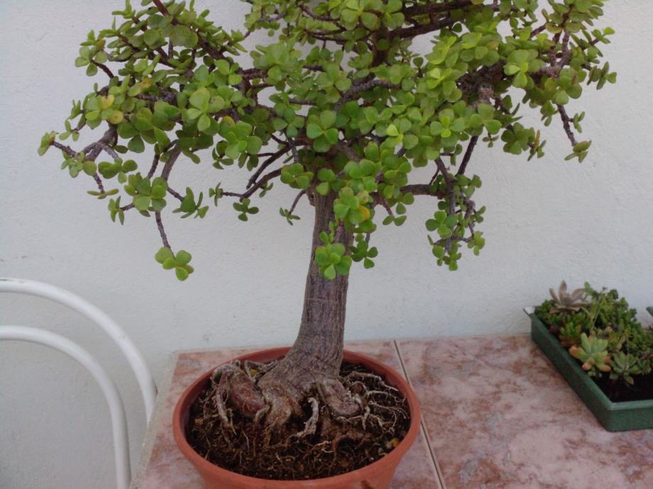 BONSAI PORTULACARIA AFRA