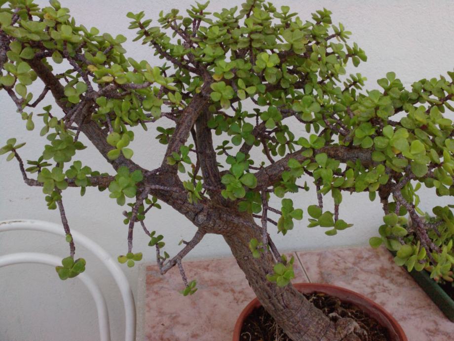 BONSAI PORTULACARIA AFRA