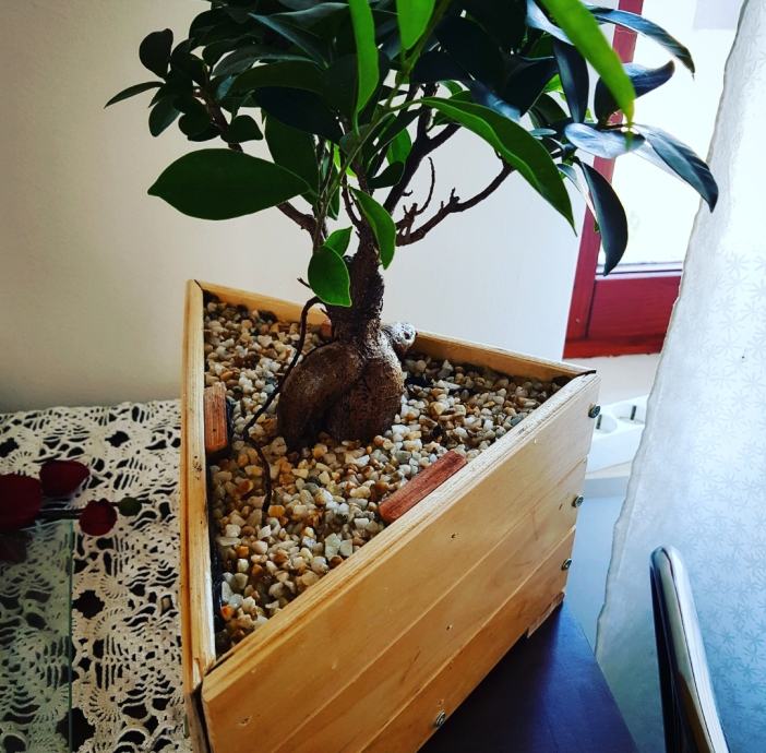 BONSAI BONZAI DRVO FICUS MICROCARPA GINSEG IKEA