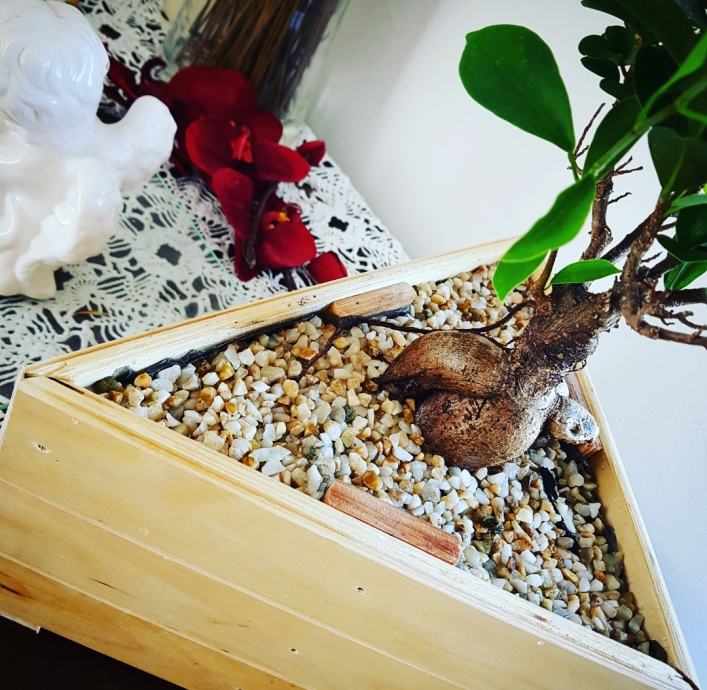 BONSAI BONZAI DRVO FICUS MICROCARPA GINSEG IKEA