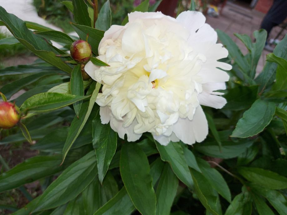 Božur, rozi i bijeli cvijet