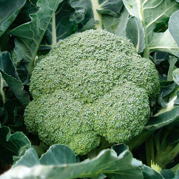 Brokula / Stara sorta / Domaće sjeme