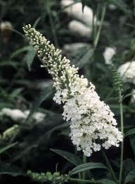 Buddleia davidii ljetni jorgovan bijeli, sadnica