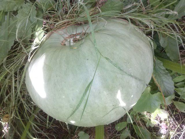 Bundeva turkinja / Pečenica - Misirka / Domaće sjeme