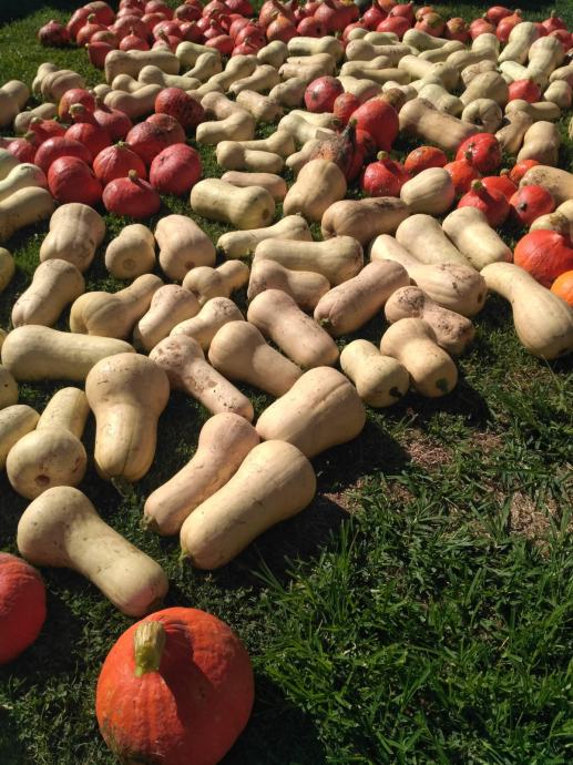 Butternut tikva - sjeme