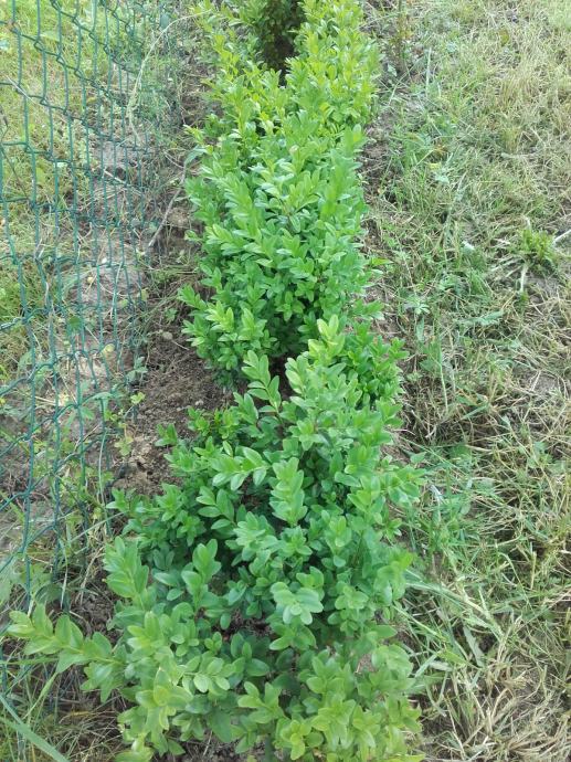 BUXUS SADNICE (šimšir), zimzelena živica
