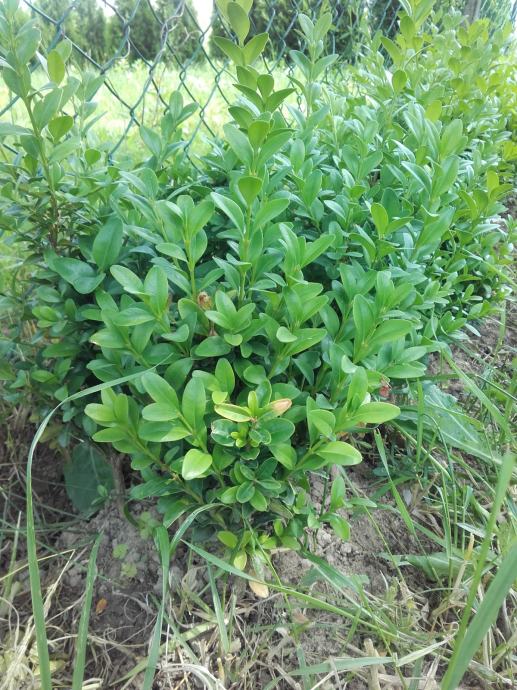 BUXUS SADNICE (šimšir), zimzelena živica