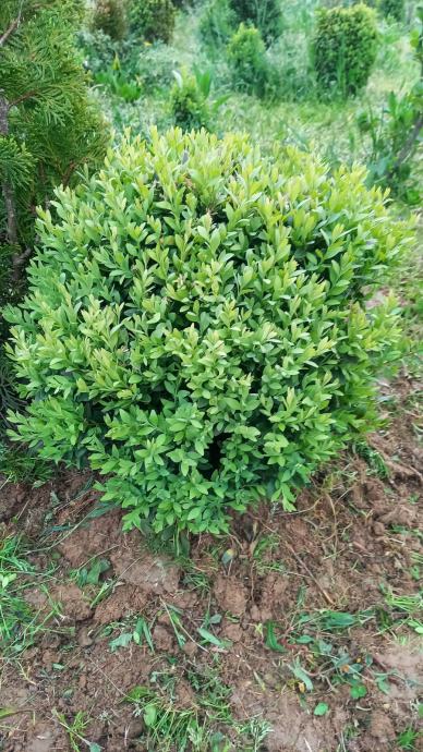 BUXUS SADNICE (šimšir), zimzelena živica