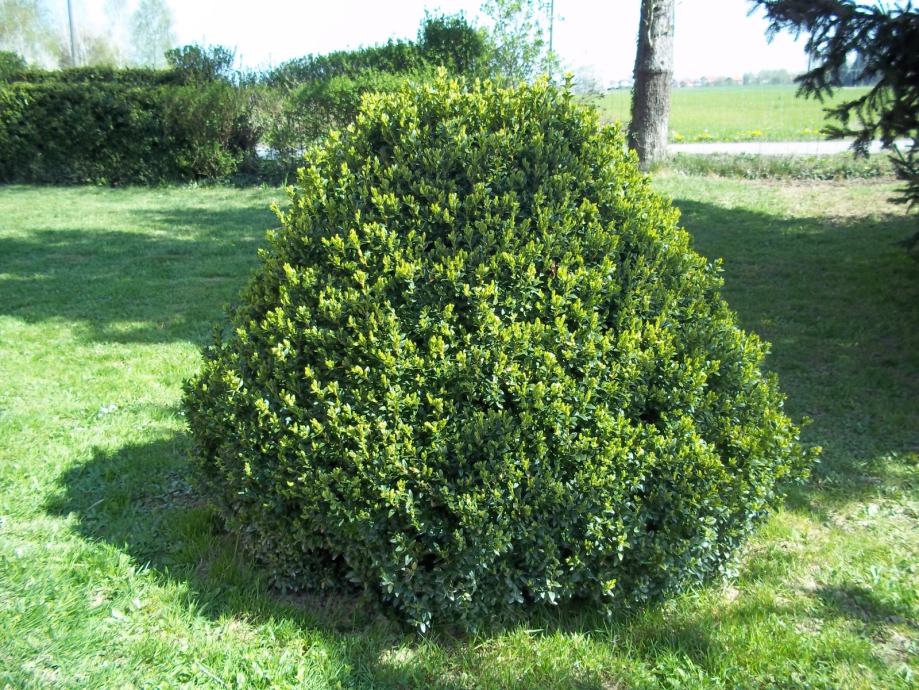 BUXUS SADNICE (šimšir), zimzelena živica