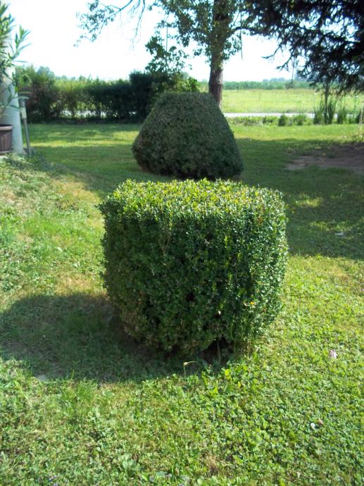 BUXUS SADNICE (šimšir), zimzelena živica
