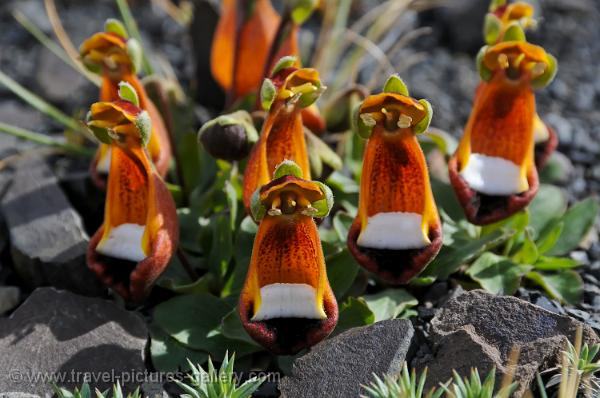 CALCEOLARIA UNIFLORA