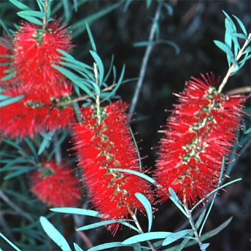 callistemon subulatus sjeme