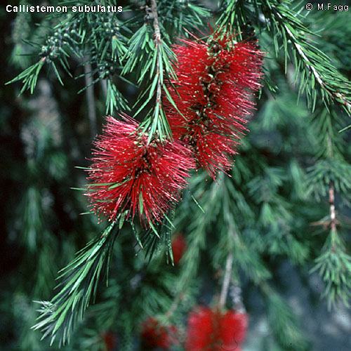 callistemon subulatus sjeme
