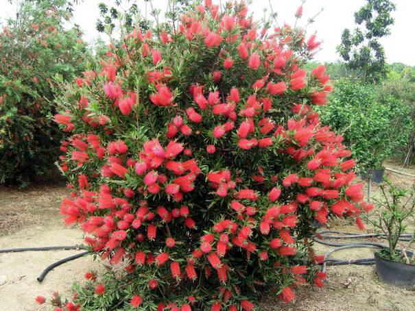 CALLISTEMON RIGIDUS - ČETKOVAC
