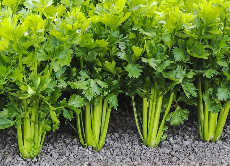 Celer list / Začin & Lijek & Afrodizijak / Domaće sjeme