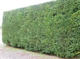 Čempres Lejlandi / Cupressocyparis Leylandii