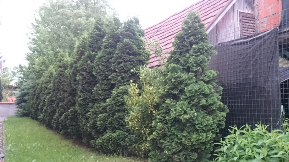 Čempresi 2-3metra visine