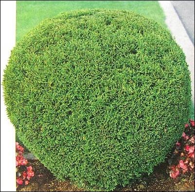 čempresi - razne vrste