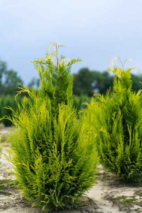 ČEMPRESI - sadnice 180-220 cm