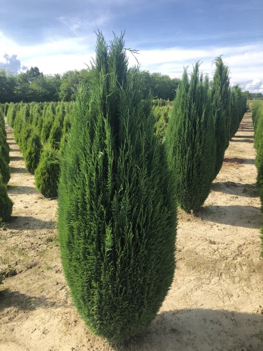 ČEMPRESI TUJA TISA živa zimzelena ograda - sadnice 180-240 cm