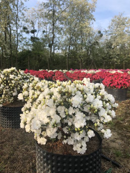 TUJA TISA ČEMPRES TOPIARY