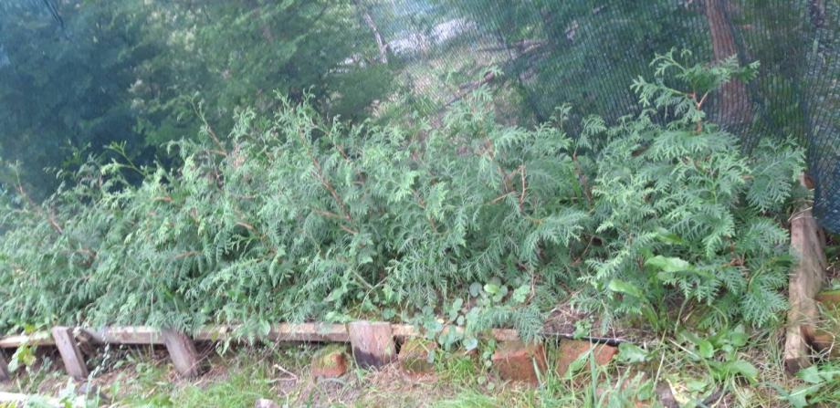 Čempresi Thuja occidentalis