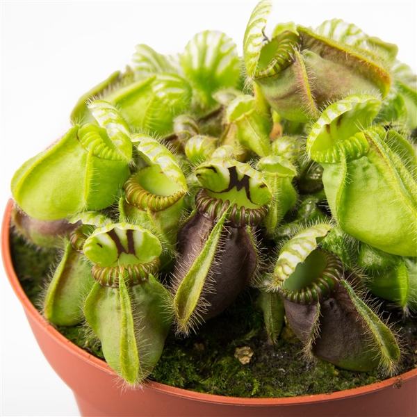 Cephalotus follicularis - Biljka mesožderka