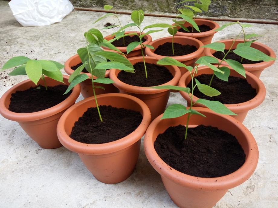 CHERIMOYA / CHIRIMOYA / Annona cherimola / ŠEĆERNA JABUKA SADNICE