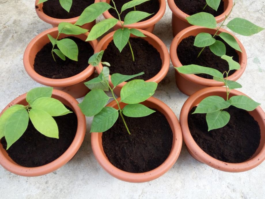 CHERIMOYA / CHIRIMOYA / Annona cherimola / ŠEĆERNA JABUKA SADNICE