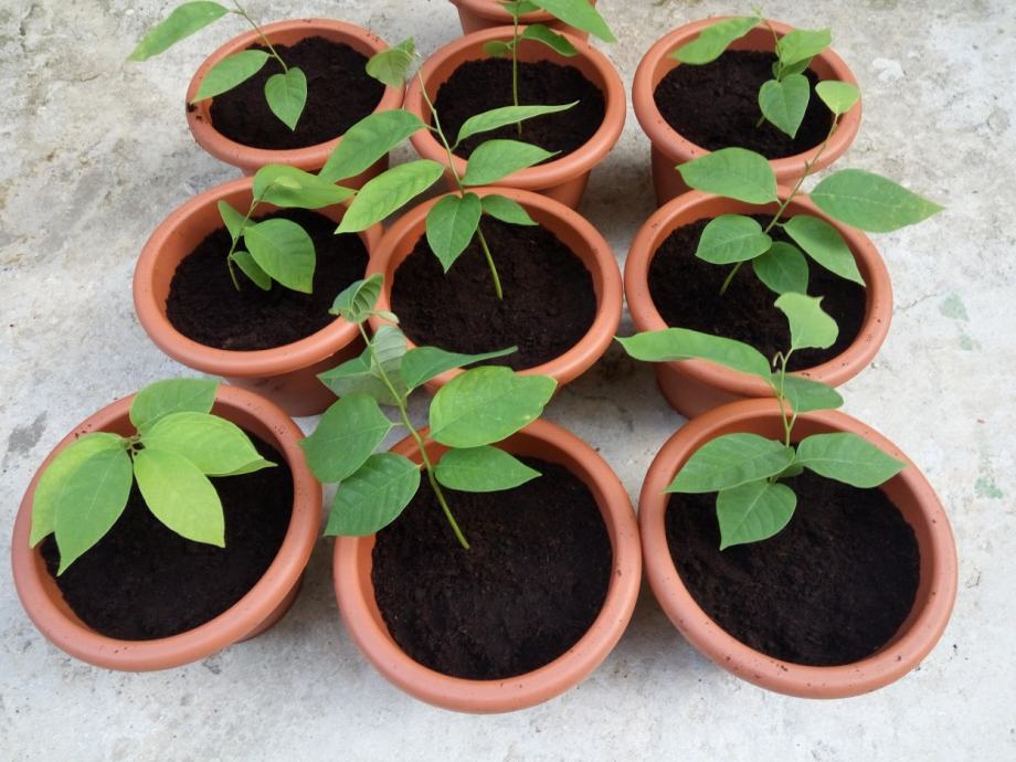 CHERIMOYA / CHIRIMOYA / Annona cherimola / ŠEĆERNA JABUKA SADNICE