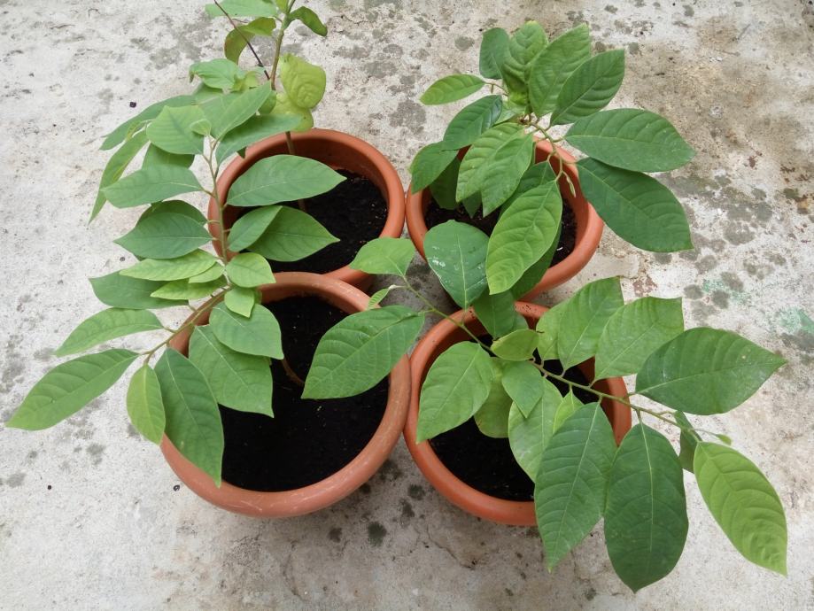 CHERIMOYA / CHIRIMOYA / Annona cherimola / ŠEĆERNA JABUKA SADNICE