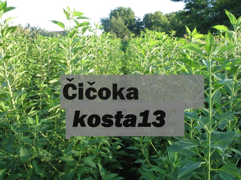Čičoka- čičoke + gratis upute i 14 recepata- 8 kn/ 1 kg-VŽ