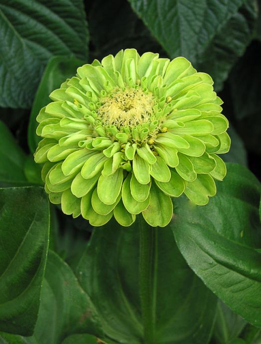 Cinija / Lime / Sjeme