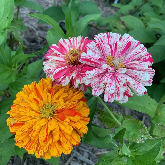 Cinija Peppermint / Sjeme