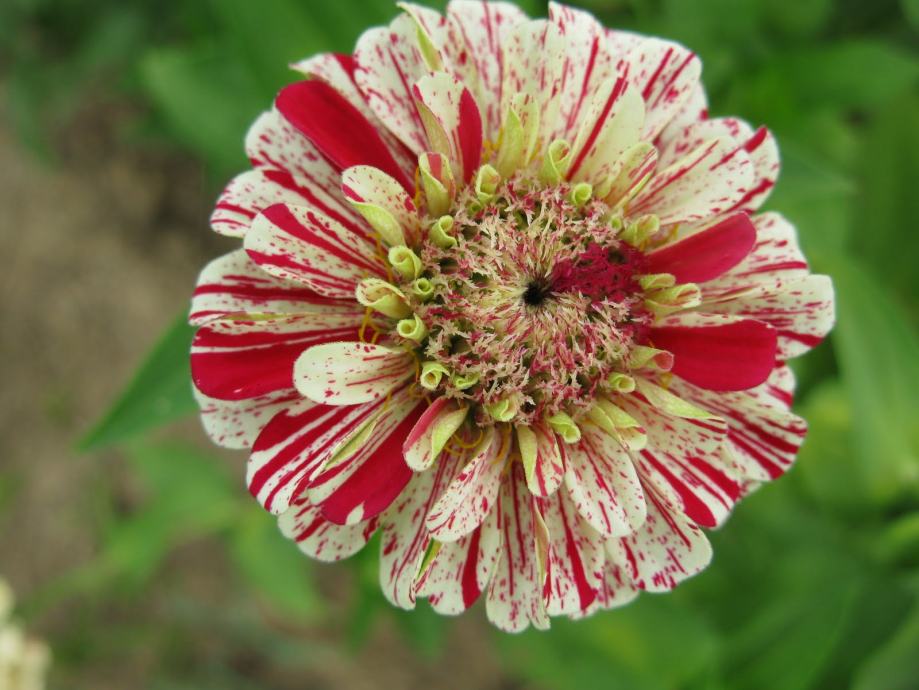 Cinija Peppermint / Sjeme