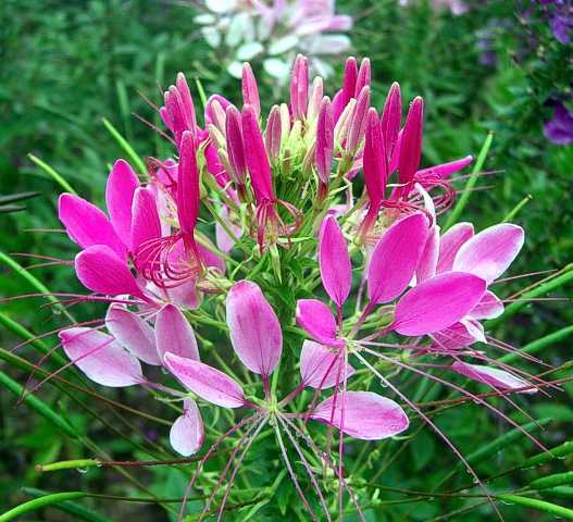 Paukov cvijet / Cleome mix / Sjeme