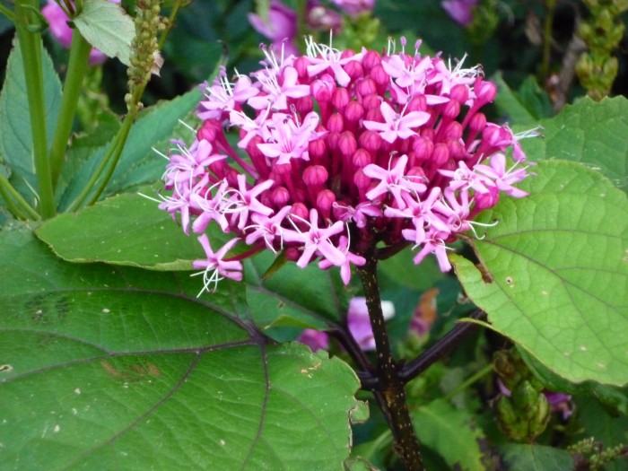 Clerodendrum ukrasni grm sadnica