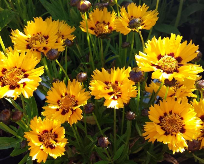 Coreopsis / Mix / SADNICE