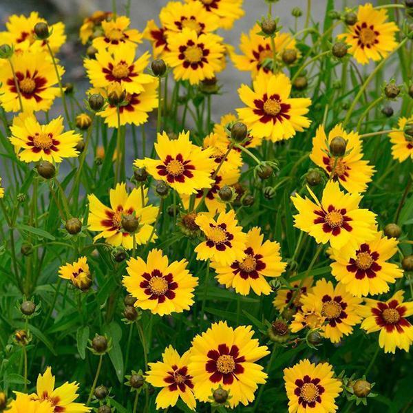Coreopsis / Mix / SADNICE