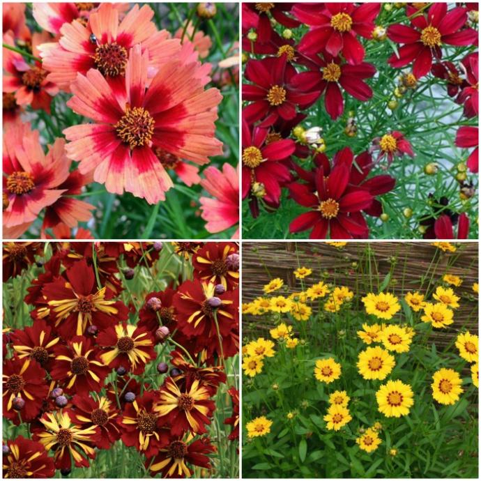 Coreopsis / Mix / Sjeme