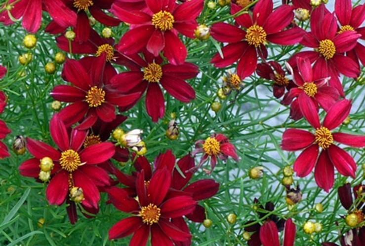 Coreopsis / Red Satin / Sjeme