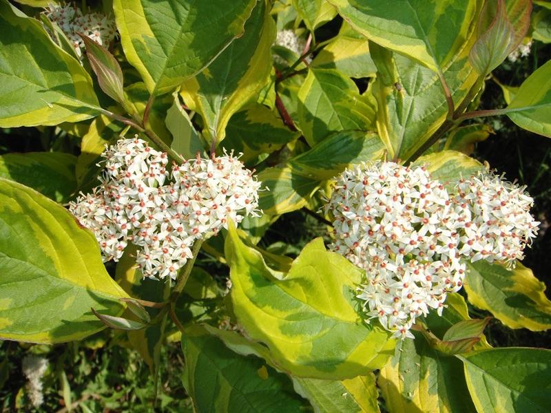 CORNUS ALBA SIBIRICA-ukrasni drijen žarkocrvene kore - AKCIJA -30 %
