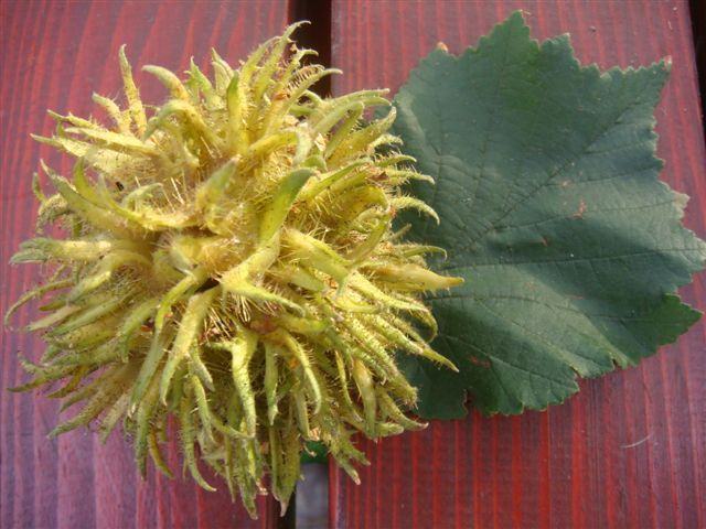 Corylus Colurna / Medvjeđa ljeska