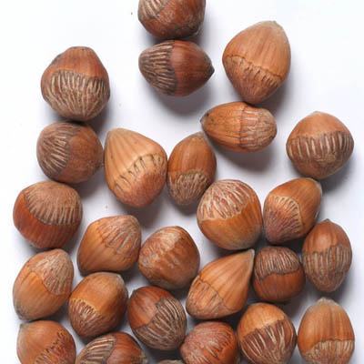 Corylus Colurna / Medvjeđa ljeska