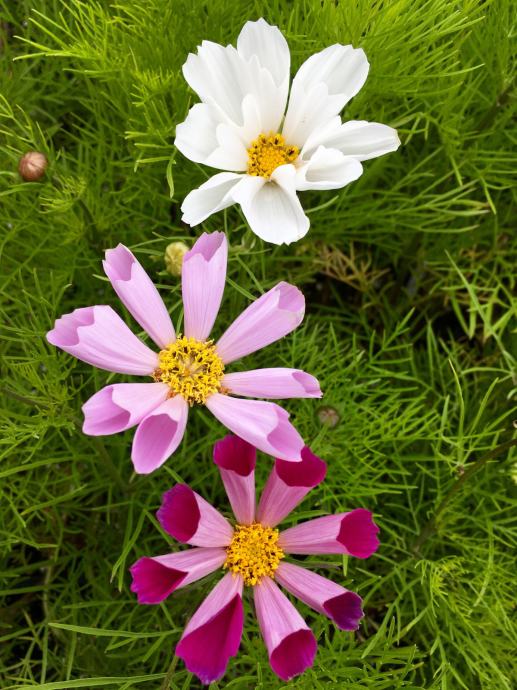 Cosmos / Mix / Sjeme