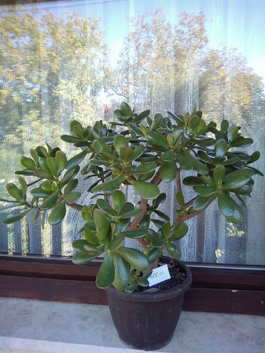 Crassula ovata - Krasulja - Drvo novca