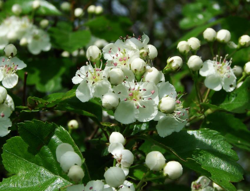 GLOG - CRATAEGUS LAEVIGATA