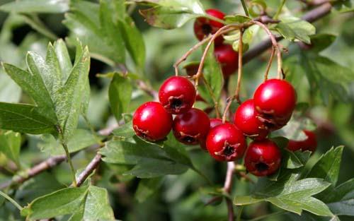 GLOG - CRATAEGUS LAEVIGATA